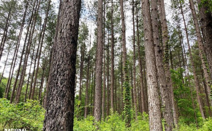 ms timber stand | LandMAX